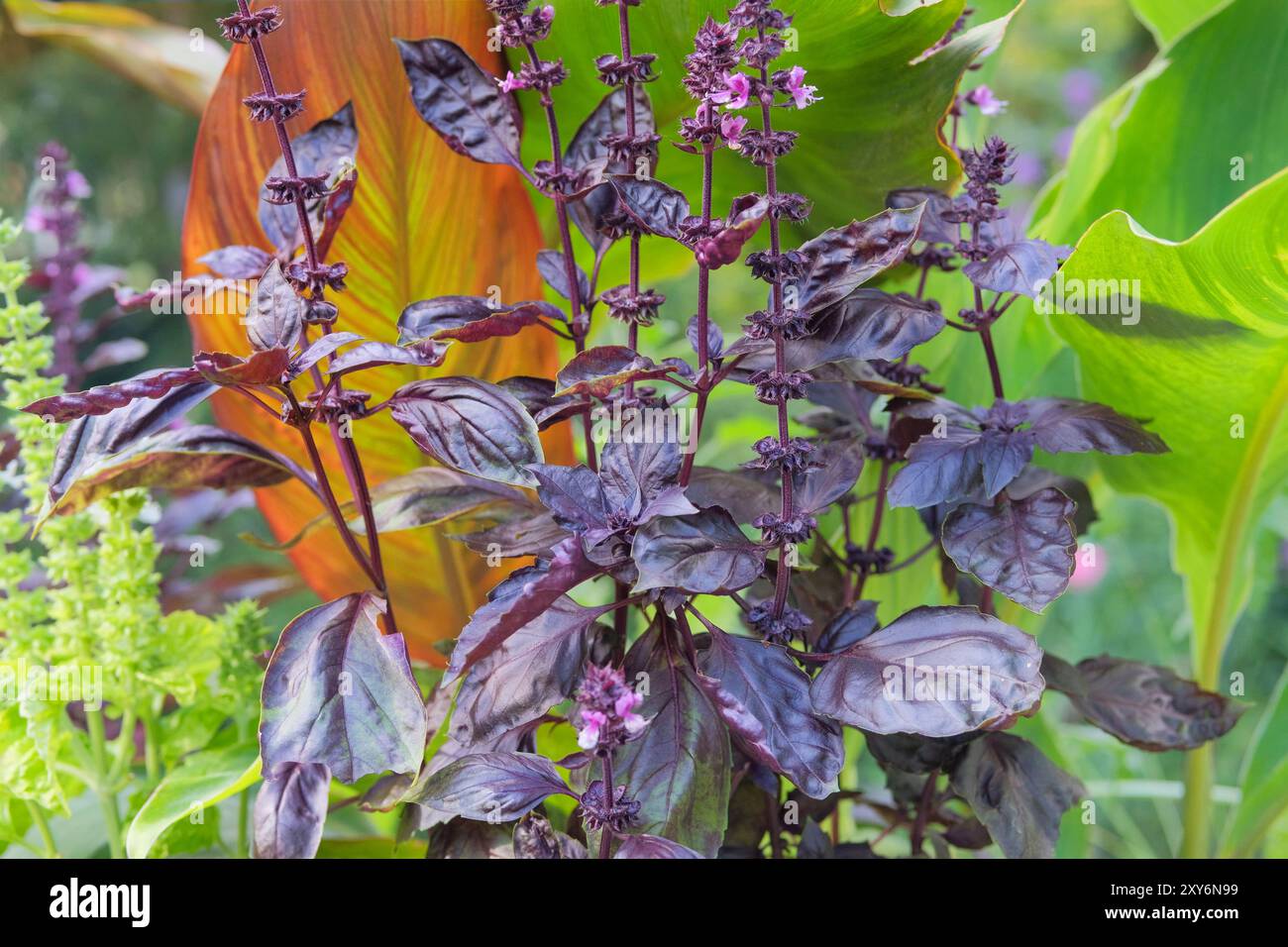 Purple Basil in farming and harvest. Basil is growing in rustic garden ...