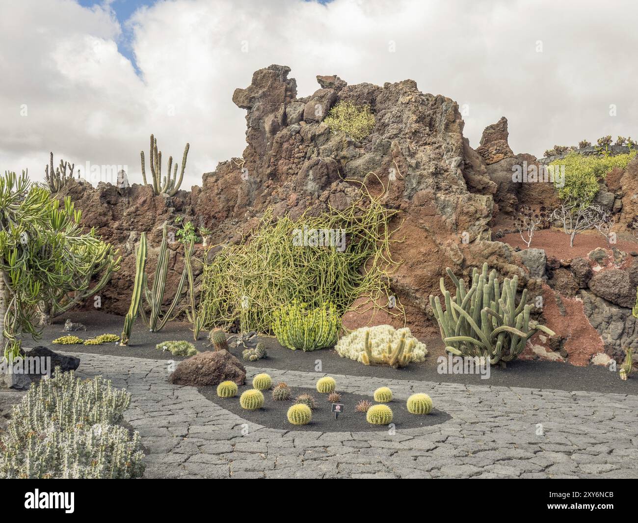 Different types of cacti and rocks in a decorated landscape, lanzarote ...