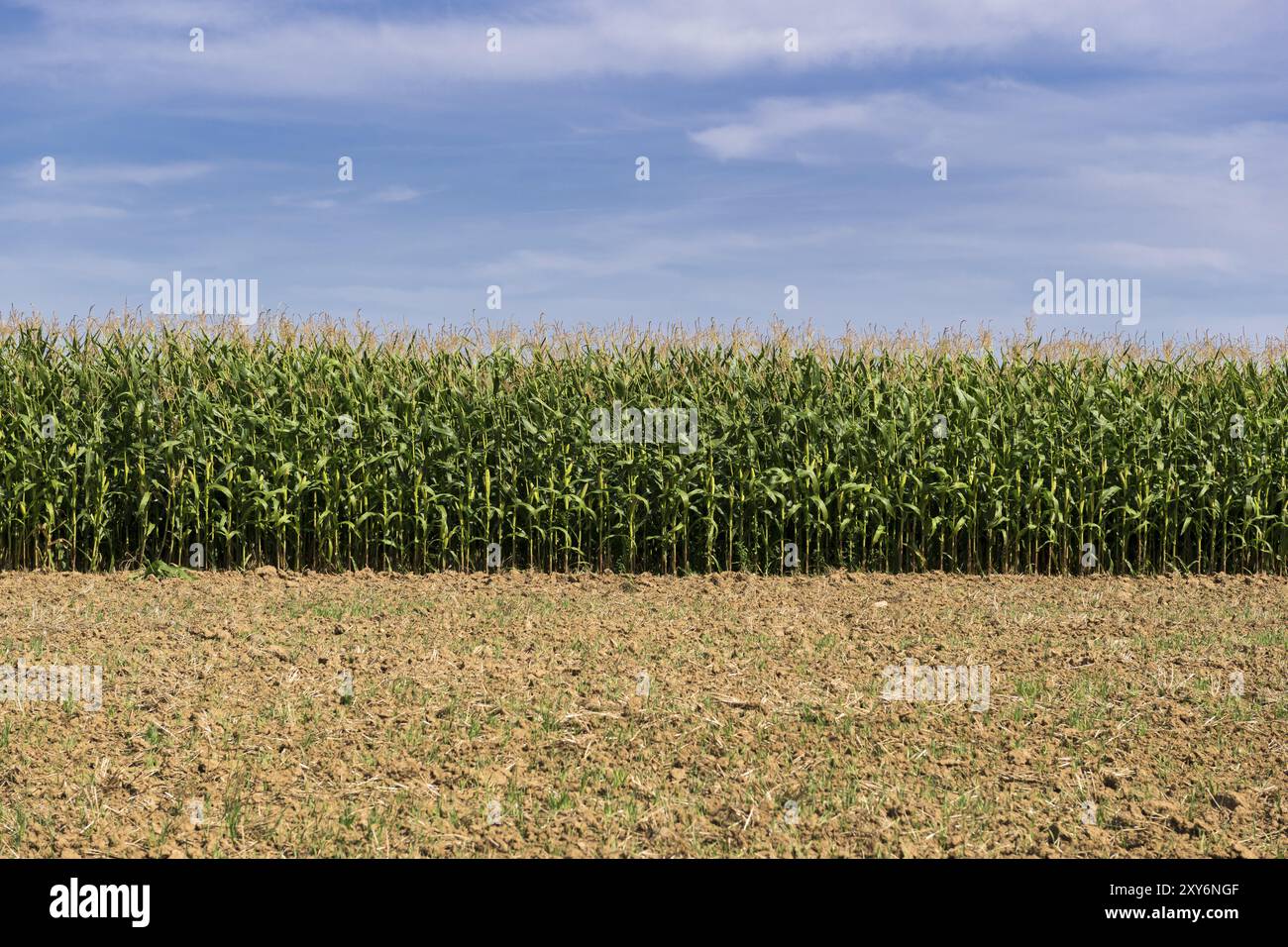 Symbolic image, renewable energies, maize plants, biogas plant, feed ...