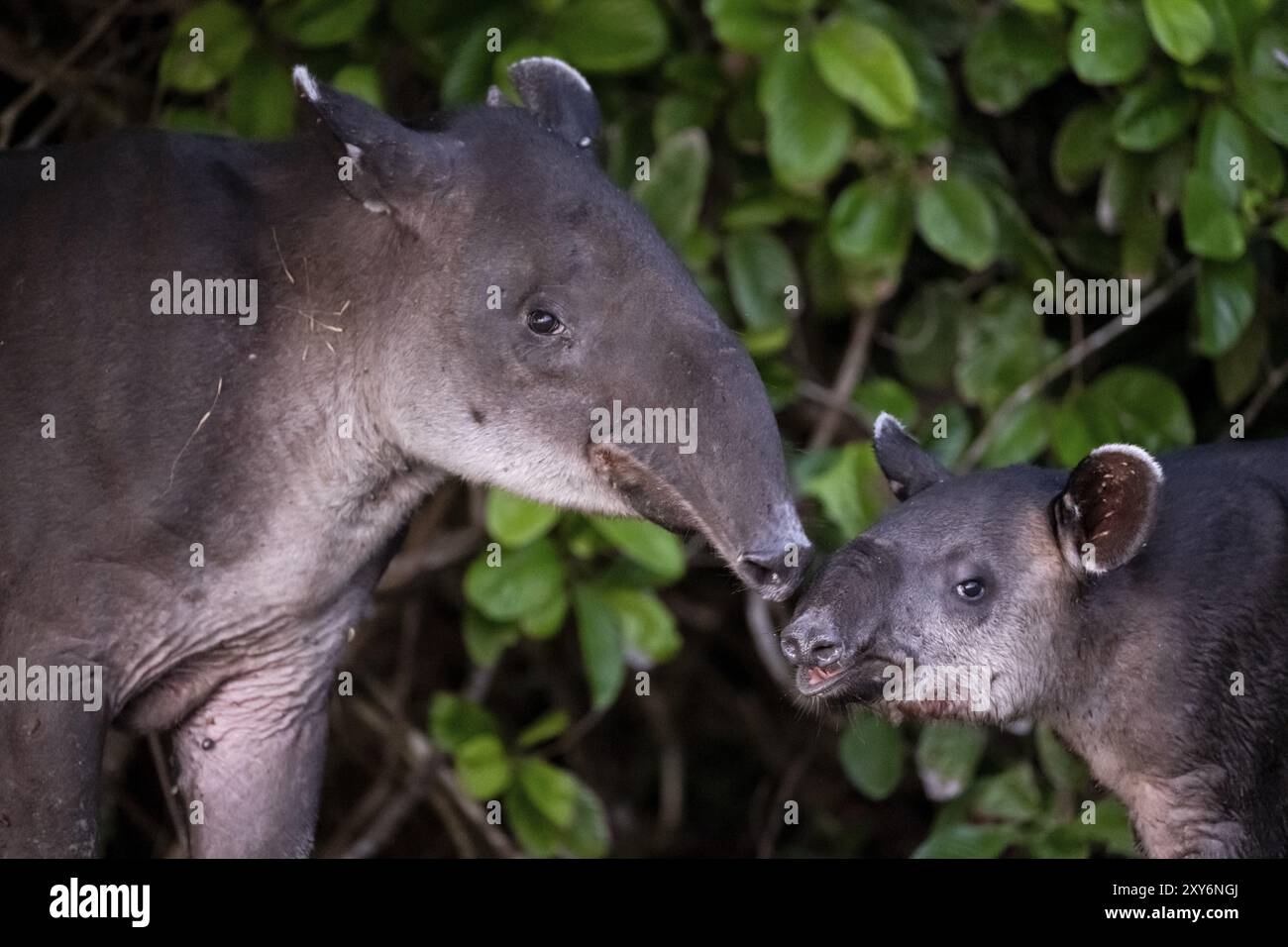 Baird's tapir (Tapirus bairdii), mother and young, looking into the ...