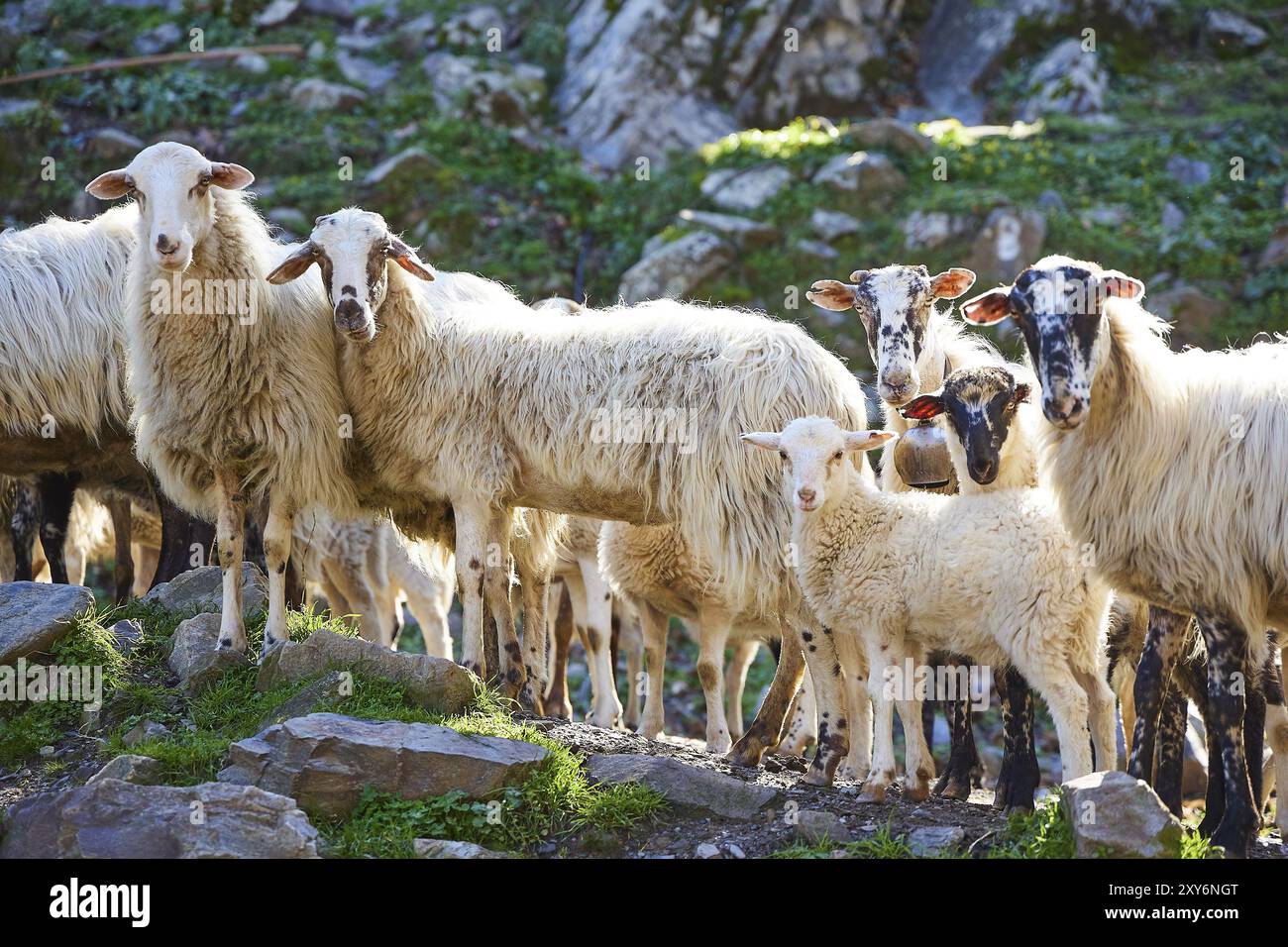 A flock of sheep including a lamb standing on a rocky ground in the ...