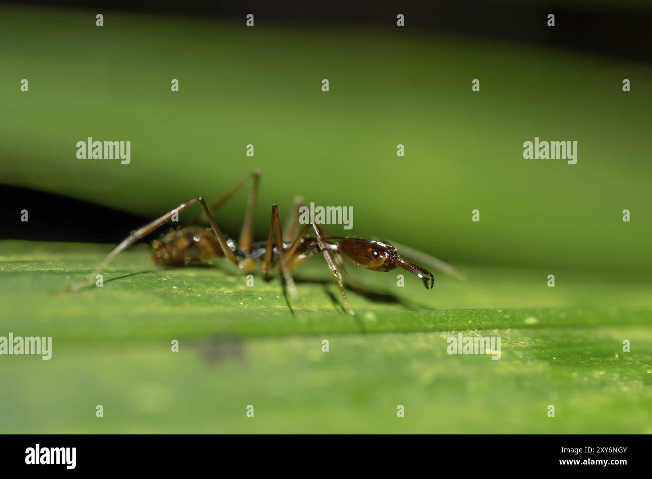 Snapping pine ant (Odontomachus sp.1) sitting on a leaf at night, at ...