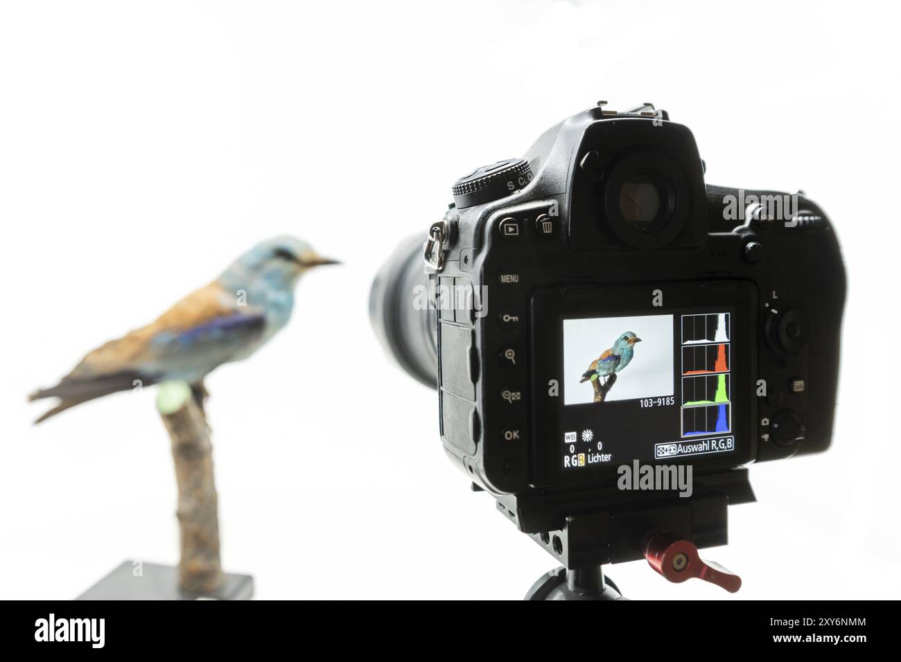 Camera has cropped the image of a bird with histogram on the display to ...
