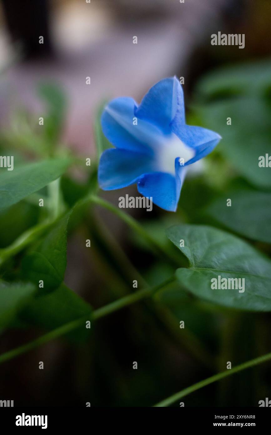 blue purple morning glory flower blooming Stock Photo - Alamy