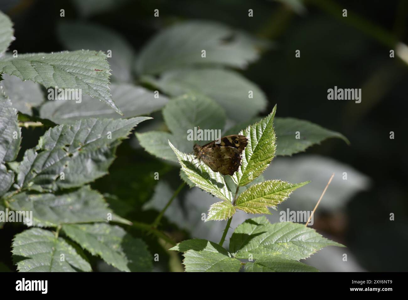 Proboscis facing forward hi-res stock photography and images - Alamy