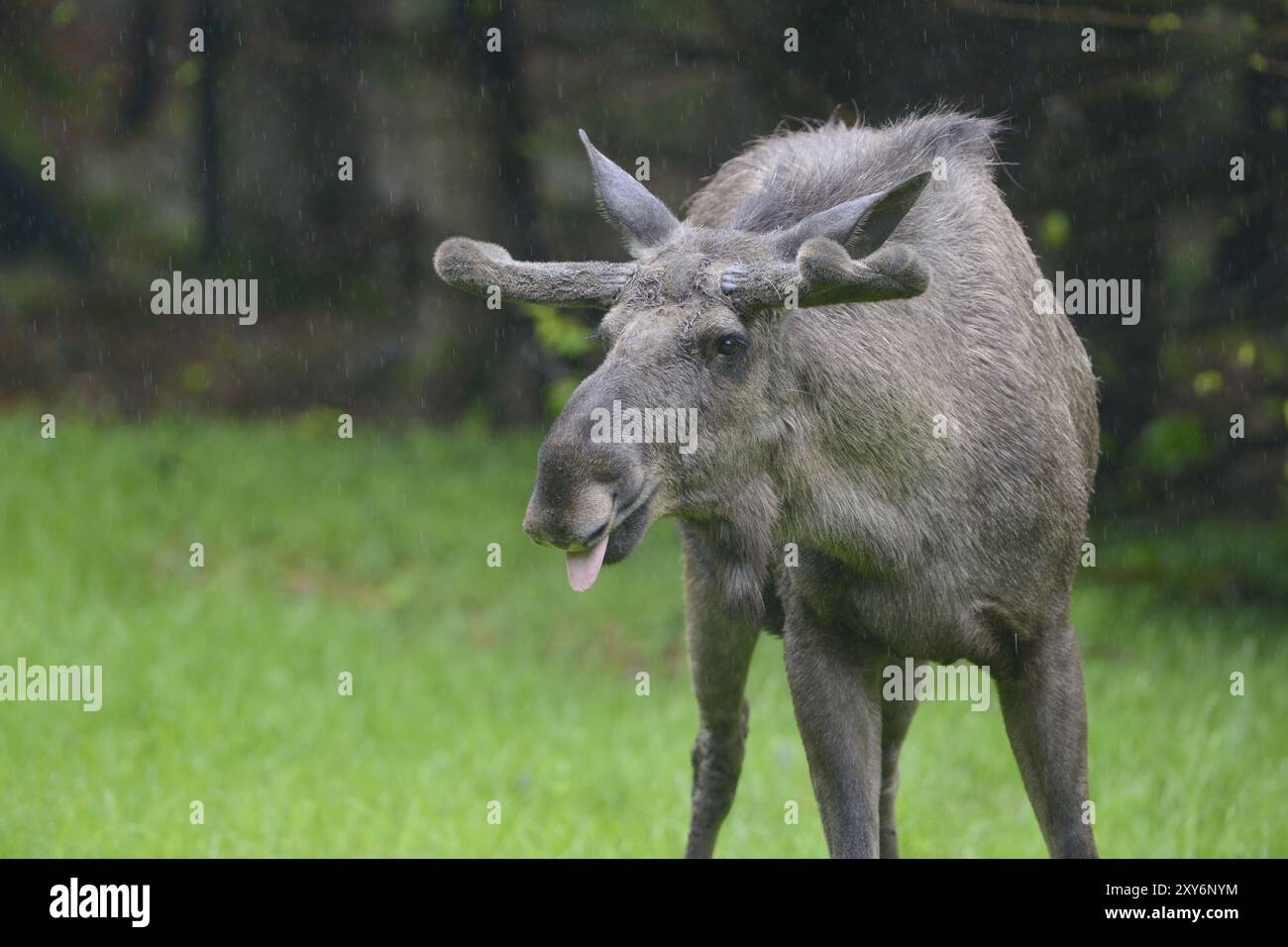 Moose adult no antler hi-res stock photography and images - Alamy