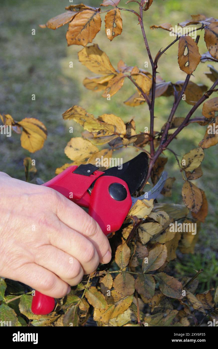 Pruning shrubs, shrub cutting Stock Photo - Alamy