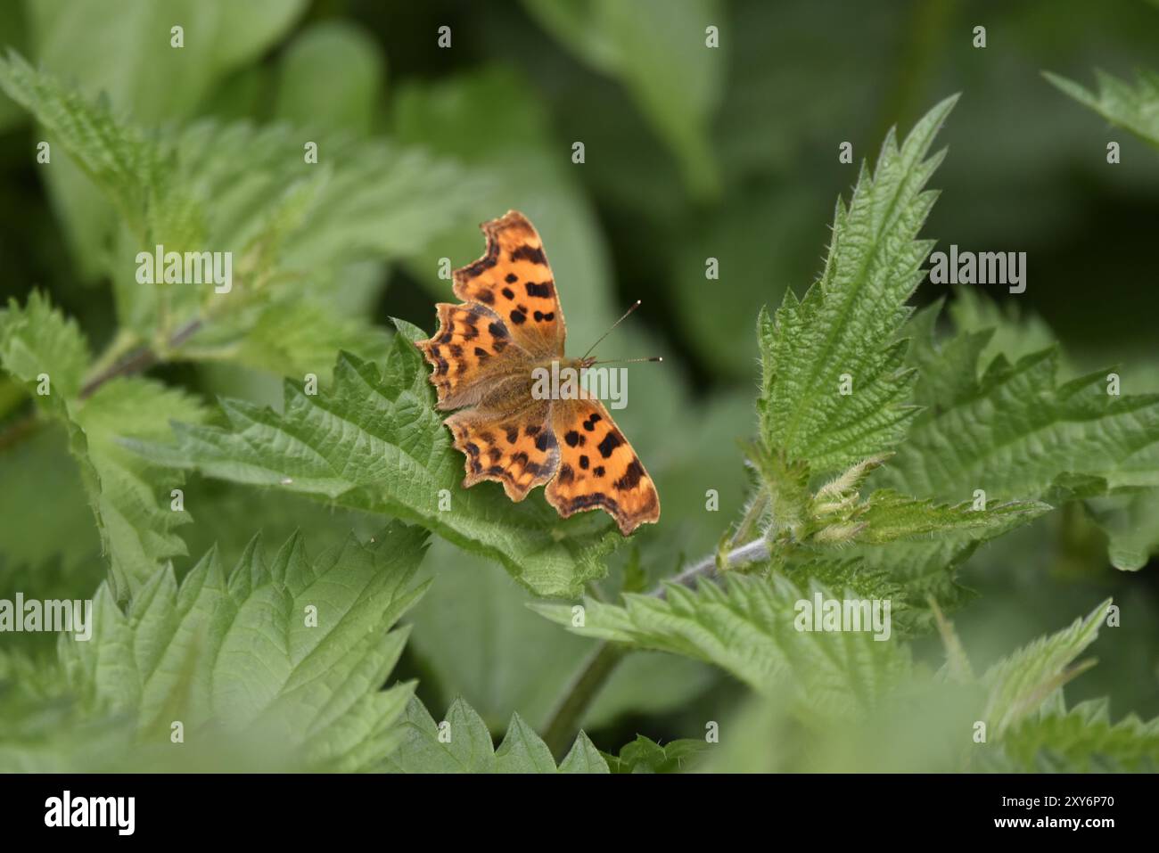 Top View of a Comma Butterfly (Polygonia c-album) Sitting on a Green ...