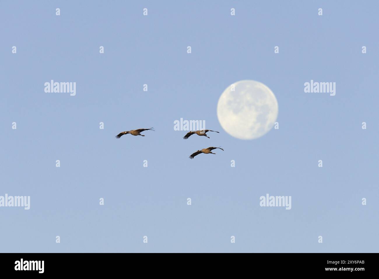 Full moon with cranes hi-res stock photography and images - Alamy