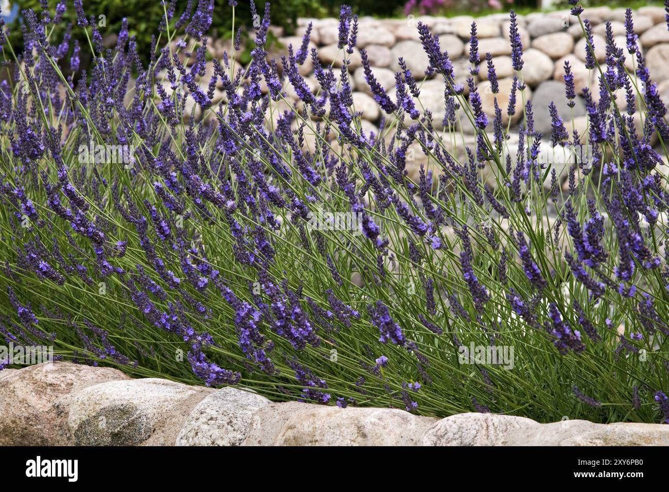 Mediterranean Lavender on a stone wall Stock Photo - Alamy