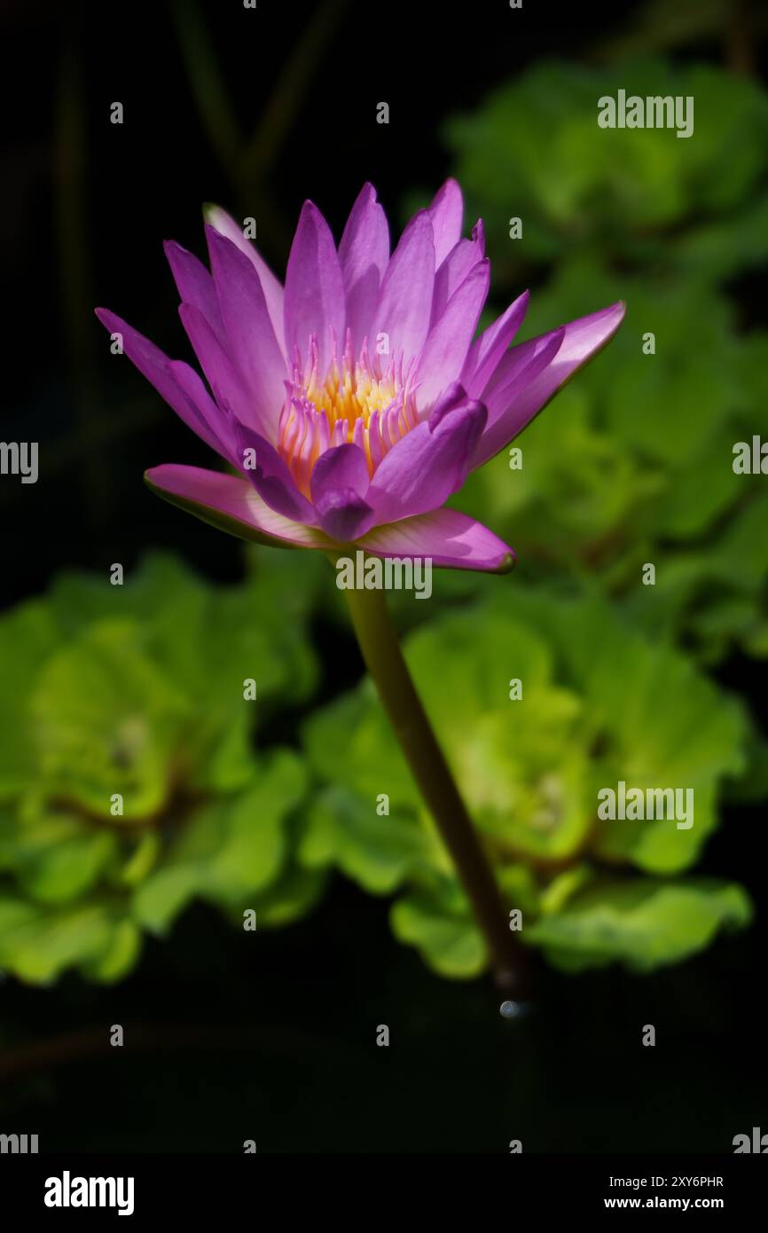 purple lotus flower portrait photo Stock Photo - Alamy