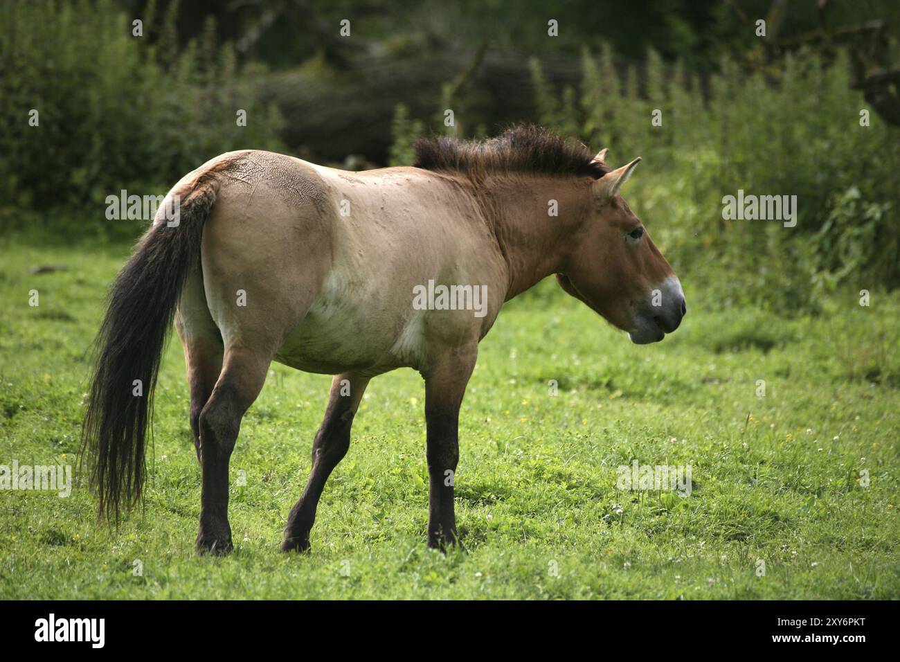 Adult animal of this highly endangered wild horse breed Stock Photo - Alamy
