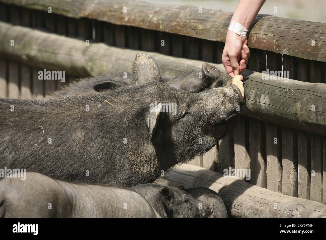 Wrinkly pig hi-res stock photography and images - Alamy
