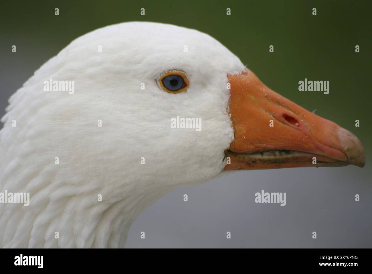 Goose with blue eyes hi-res stock photography and images - Alamy