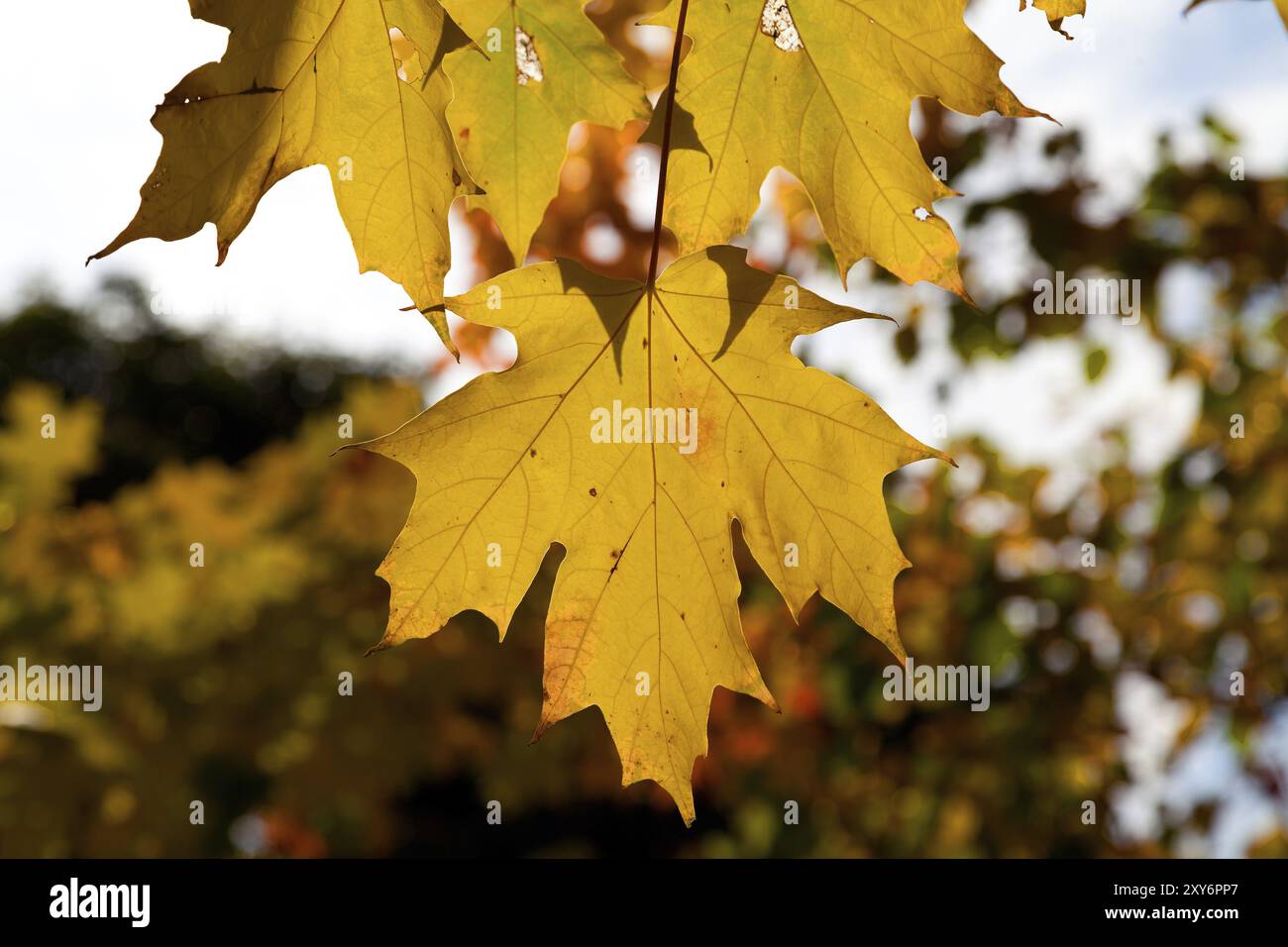 Autumn leaf colouring of a tree near Quebec Stock Photo - Alamy