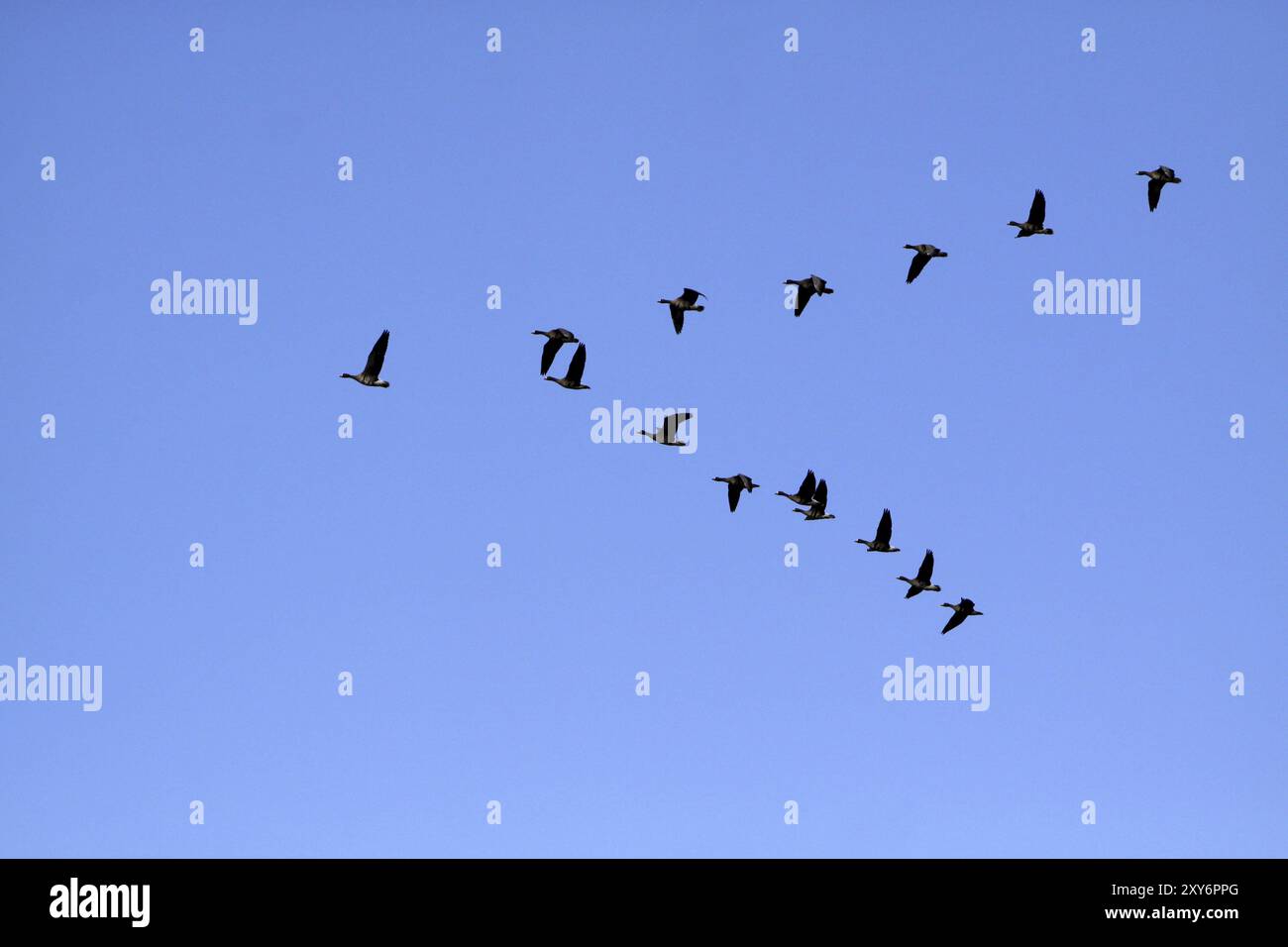 Swarming goose hi-res stock photography and images - Alamy