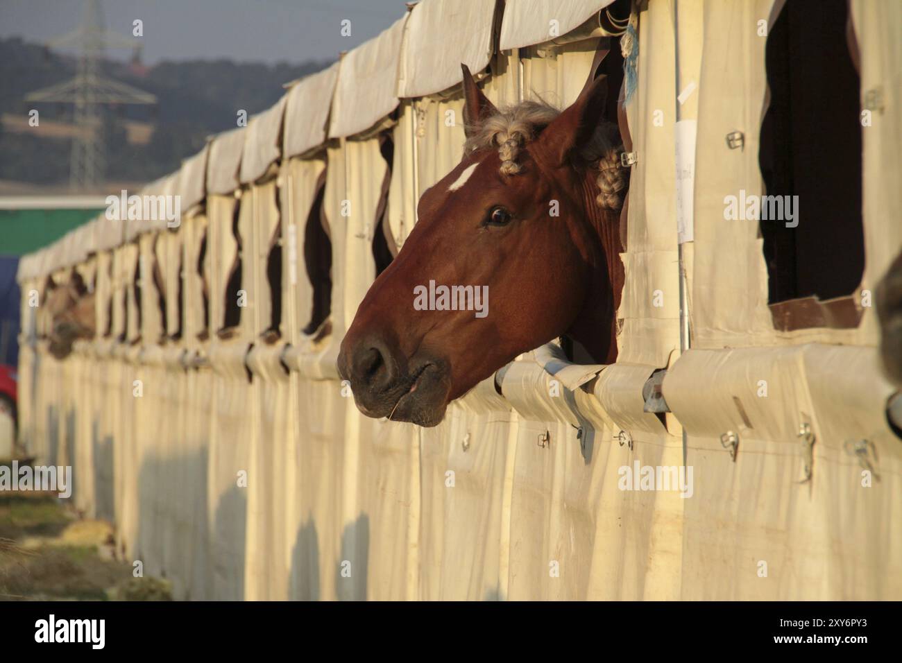 Tent stable with horses Stock Photo - Alamy
