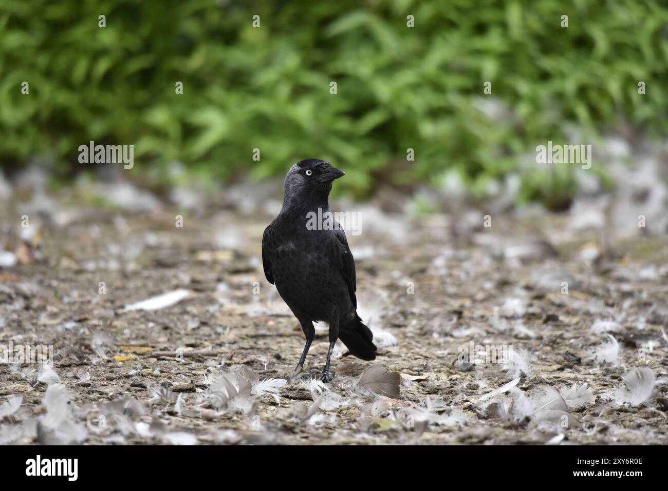 Foreground Portrait of a Western Jackdaw (Corvus monedula) Facing with ...