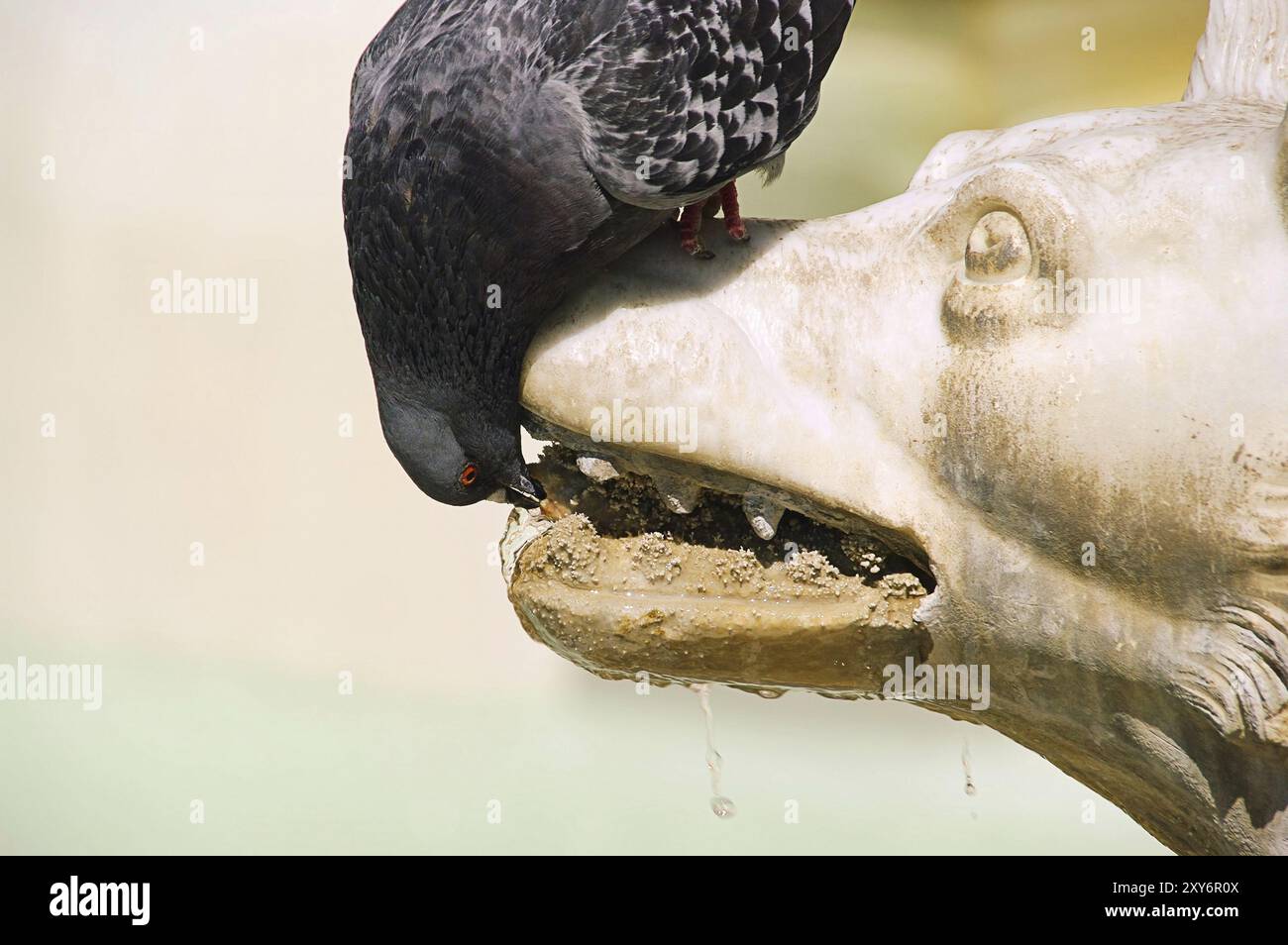 Pigeon drinking, Pigeon drinking 01 Stock Photo - Alamy