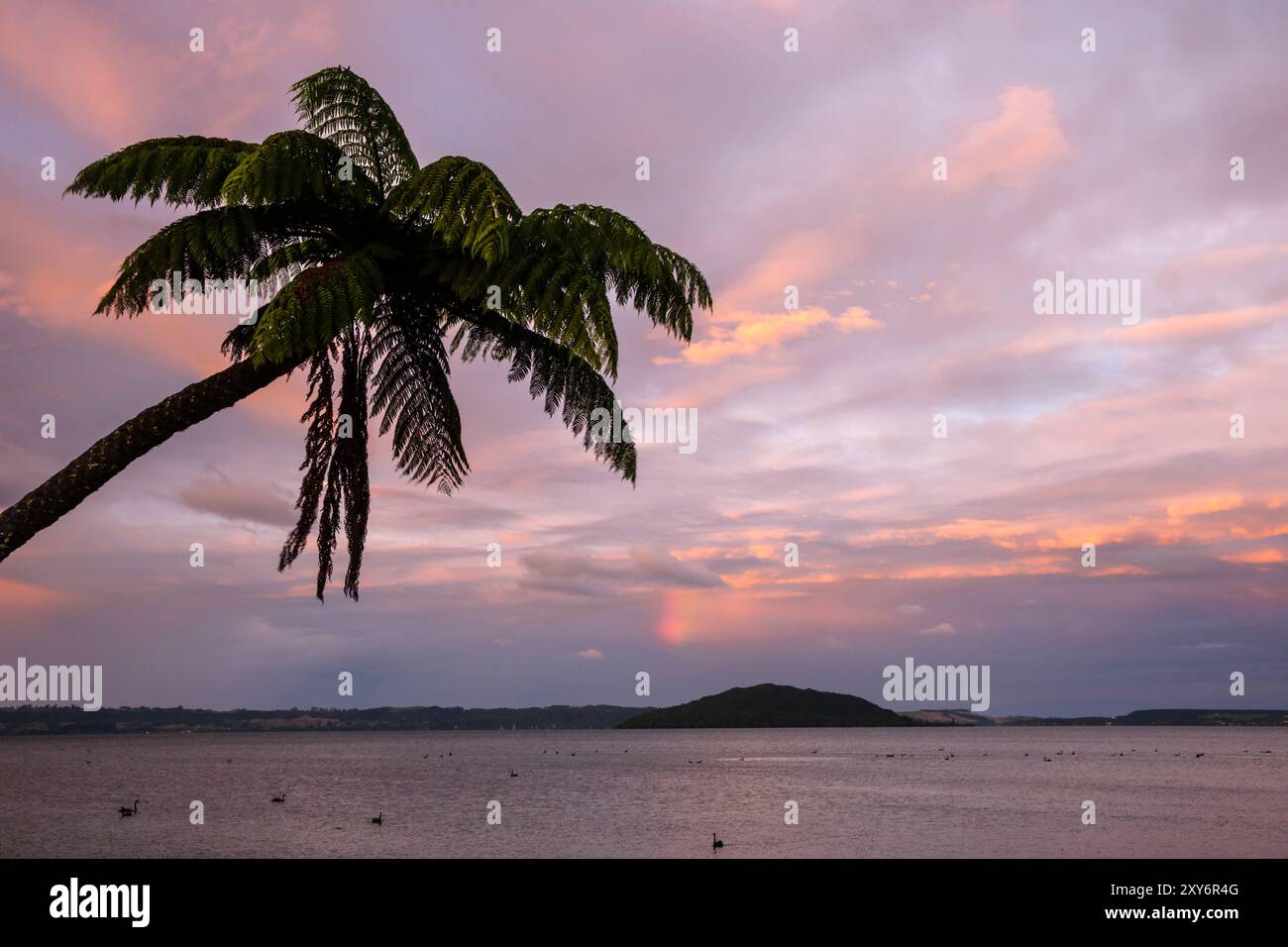 Sunset at Lake Rotorua with palm tree and black swans, North Island ...