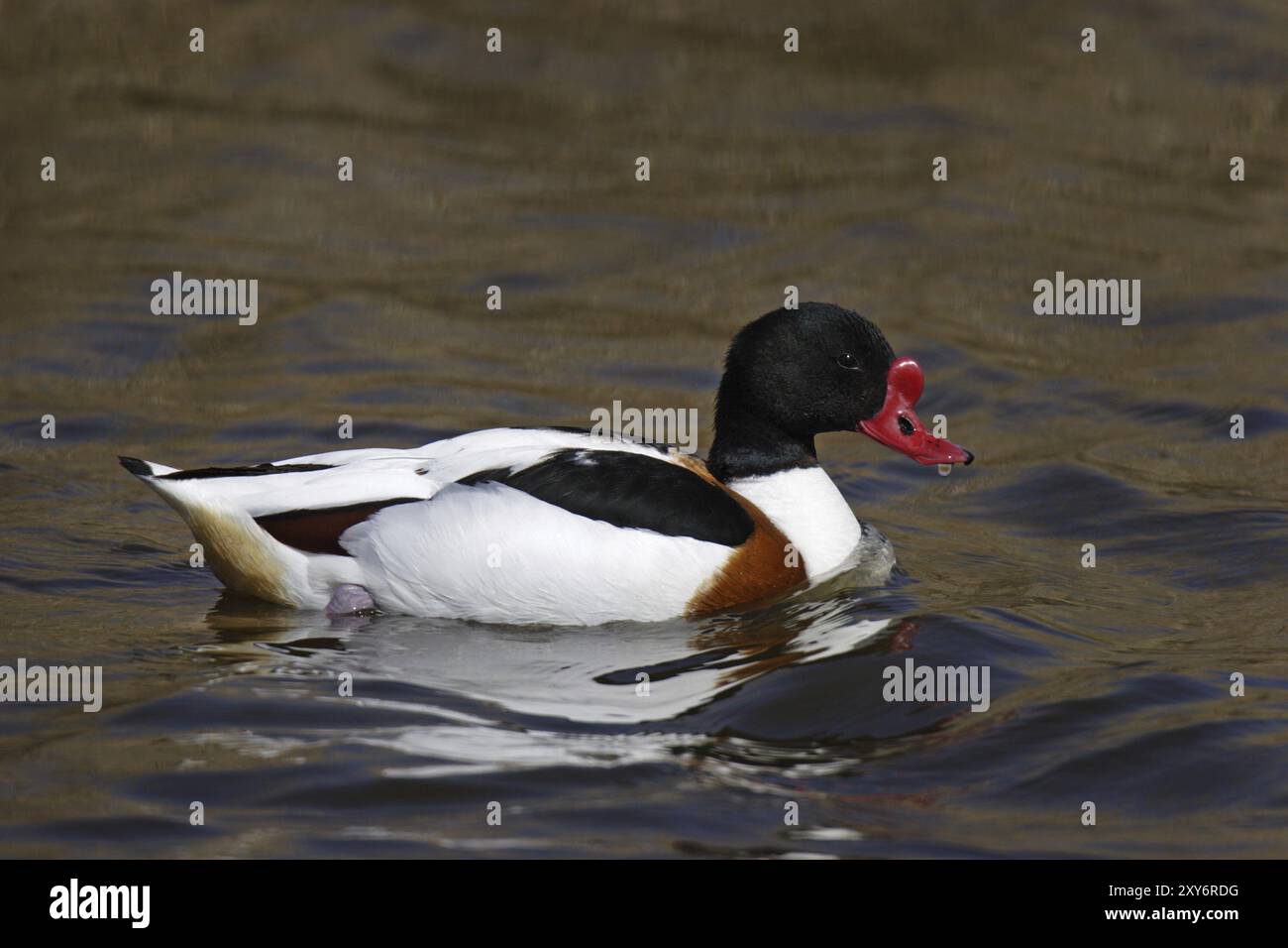 Brandgans, Tadorna tadorna, common shelduck Stock Photo - Alamy