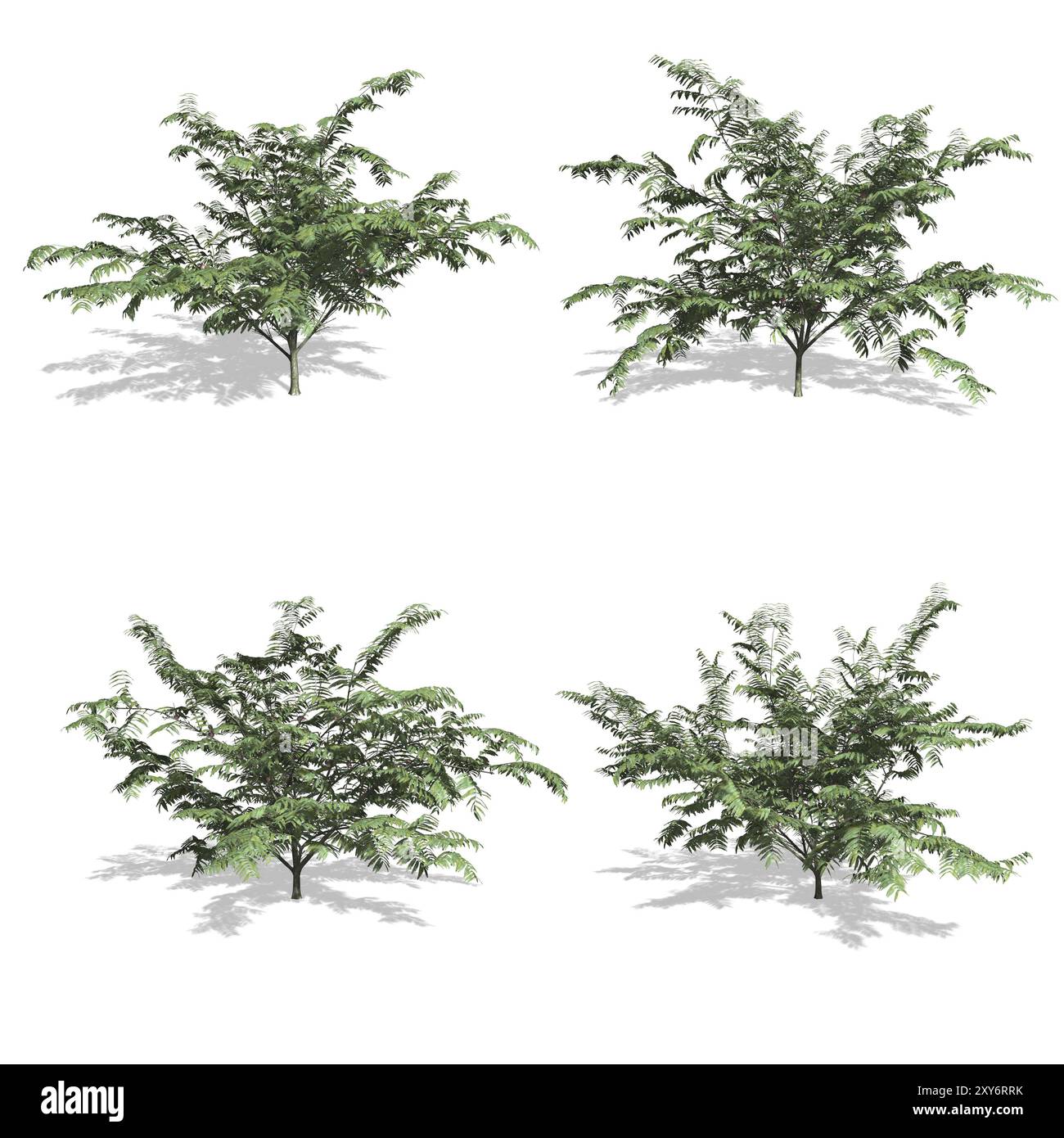 Mimosa trees, isolated on white background Stock Photo - Alamy