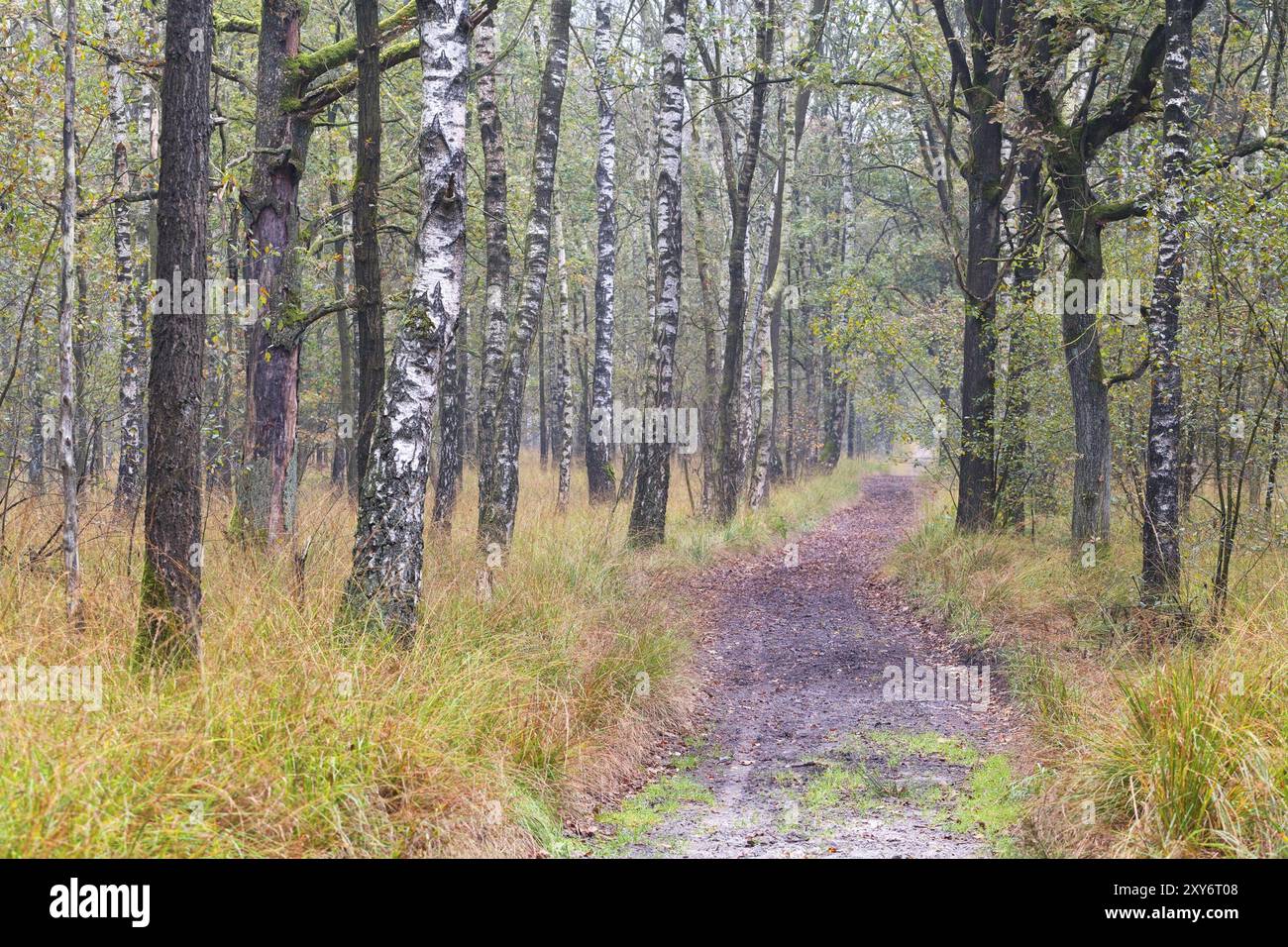 Little path in birch forest during autumn Stock Photo - Alamy