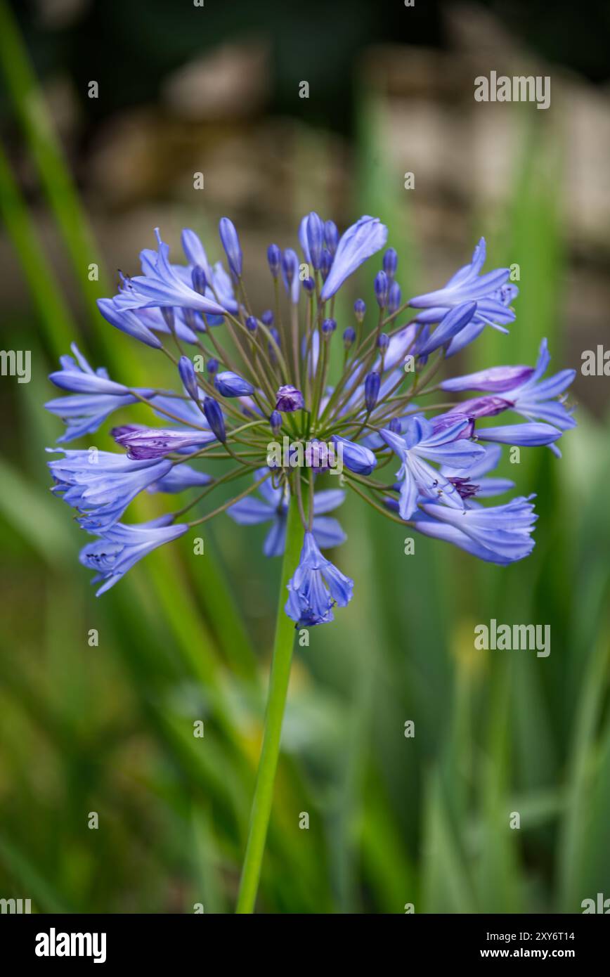 Beautiful close up of a African Lily - a species of Lily of the Nile ...