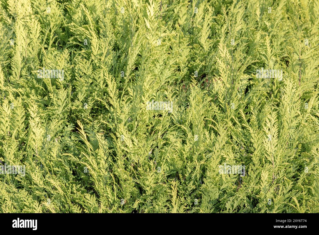 Evergreen conifer Thuja as a background Stock Photo - Alamy