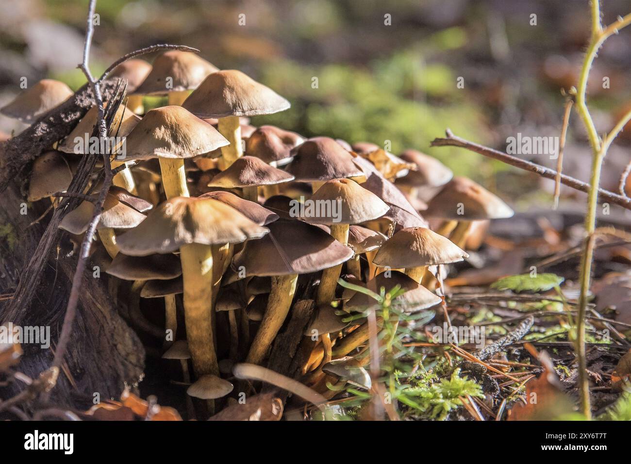 Cluster of small yellow mica toadstools on a tree stump with moss Stock ...