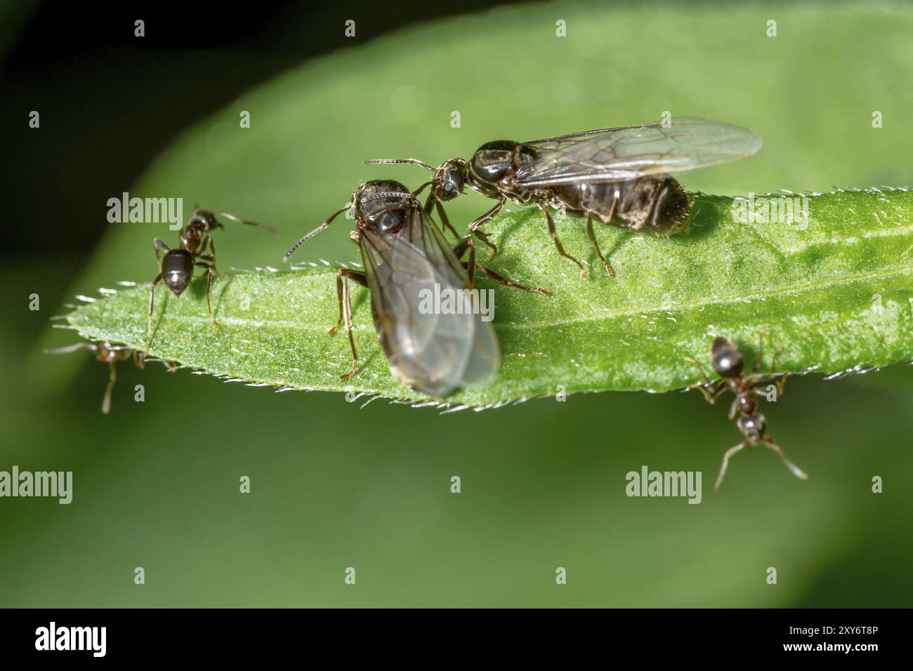 Winged Black garden ant in front of swarming with queen on a blade of ...