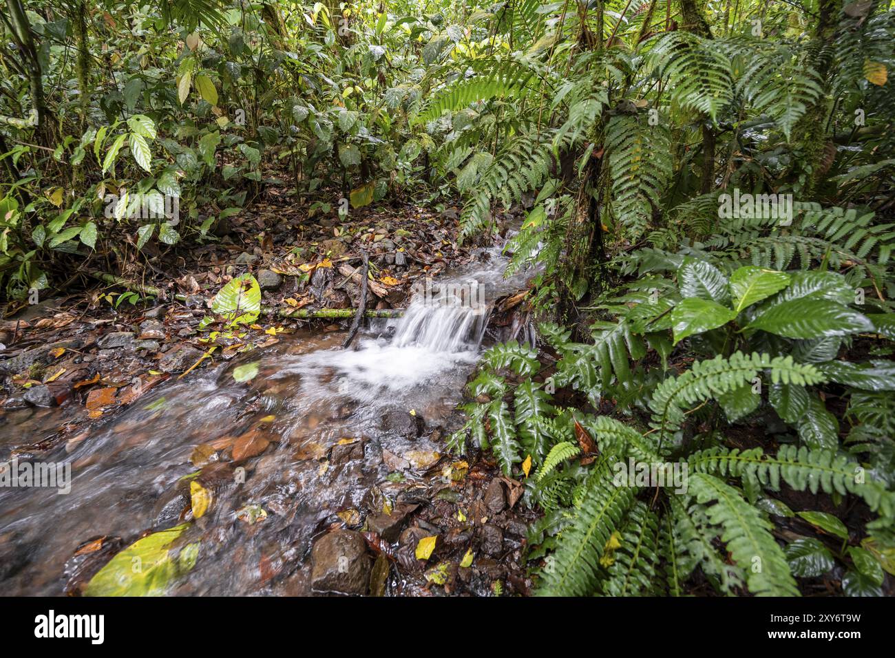Small stream in the tropical rainforest, dense green vegetation, Laguna ...
