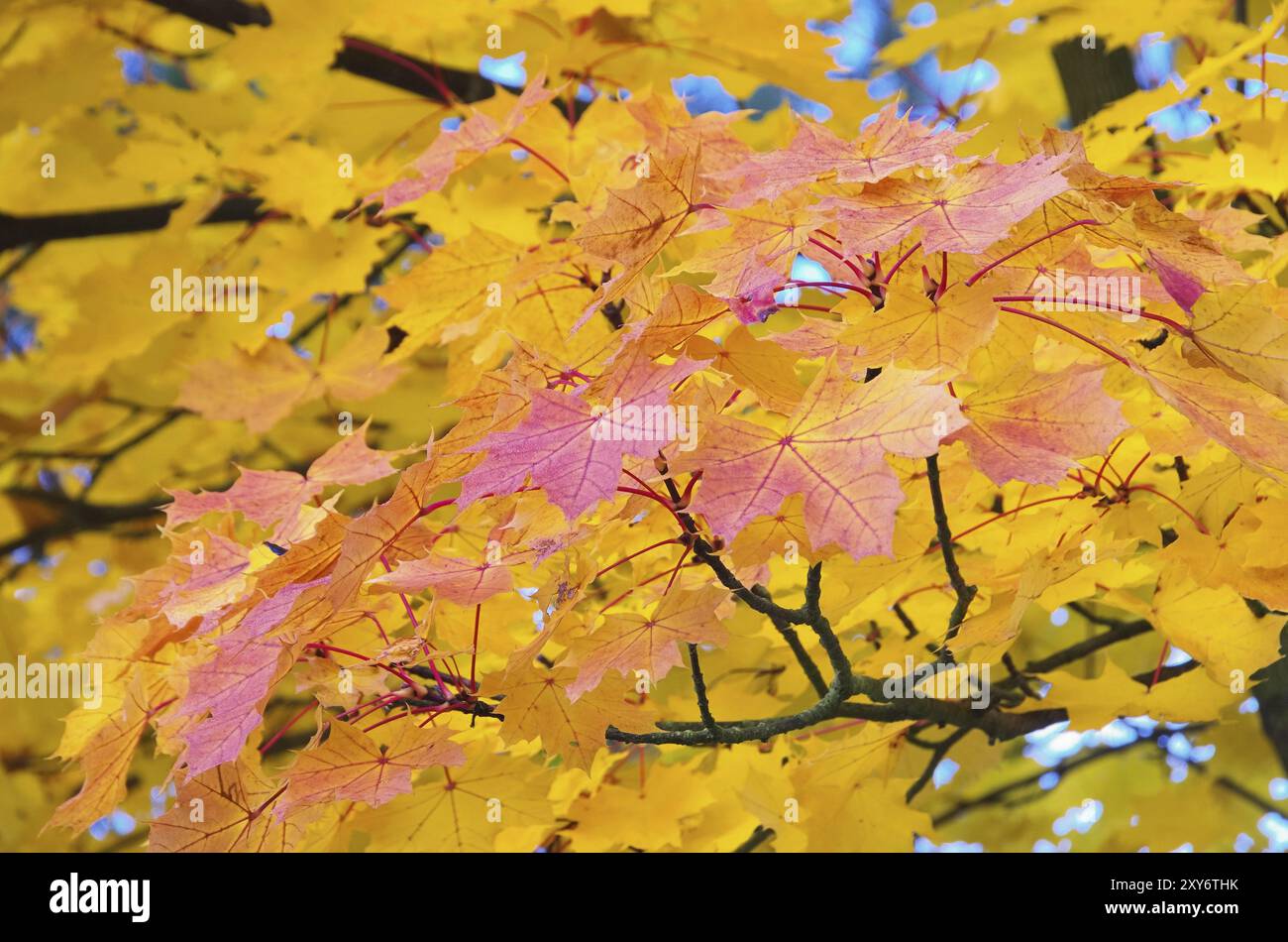Maple leaf 14 Stock Photo - Alamy