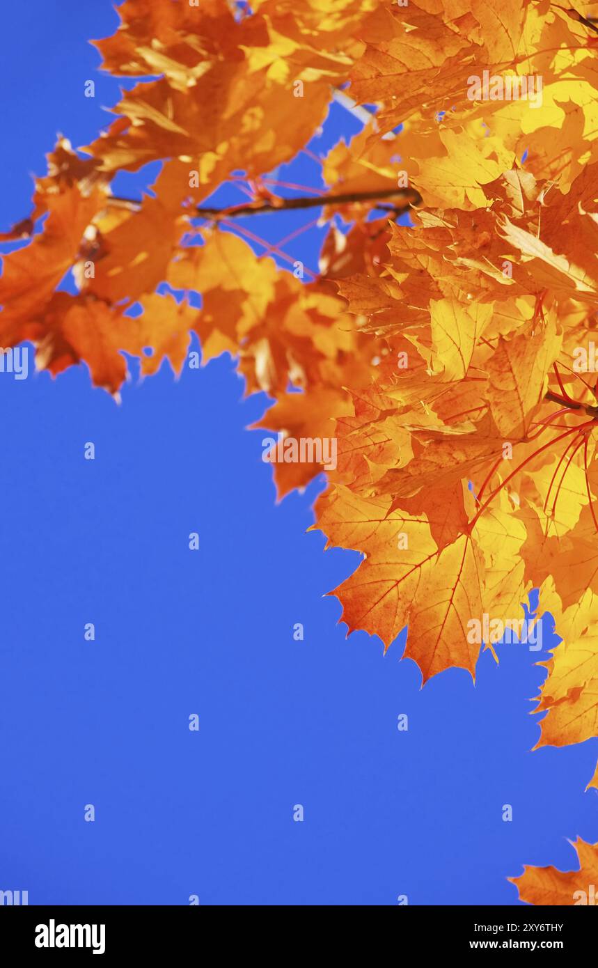 Maple leaf 20 Stock Photo - Alamy