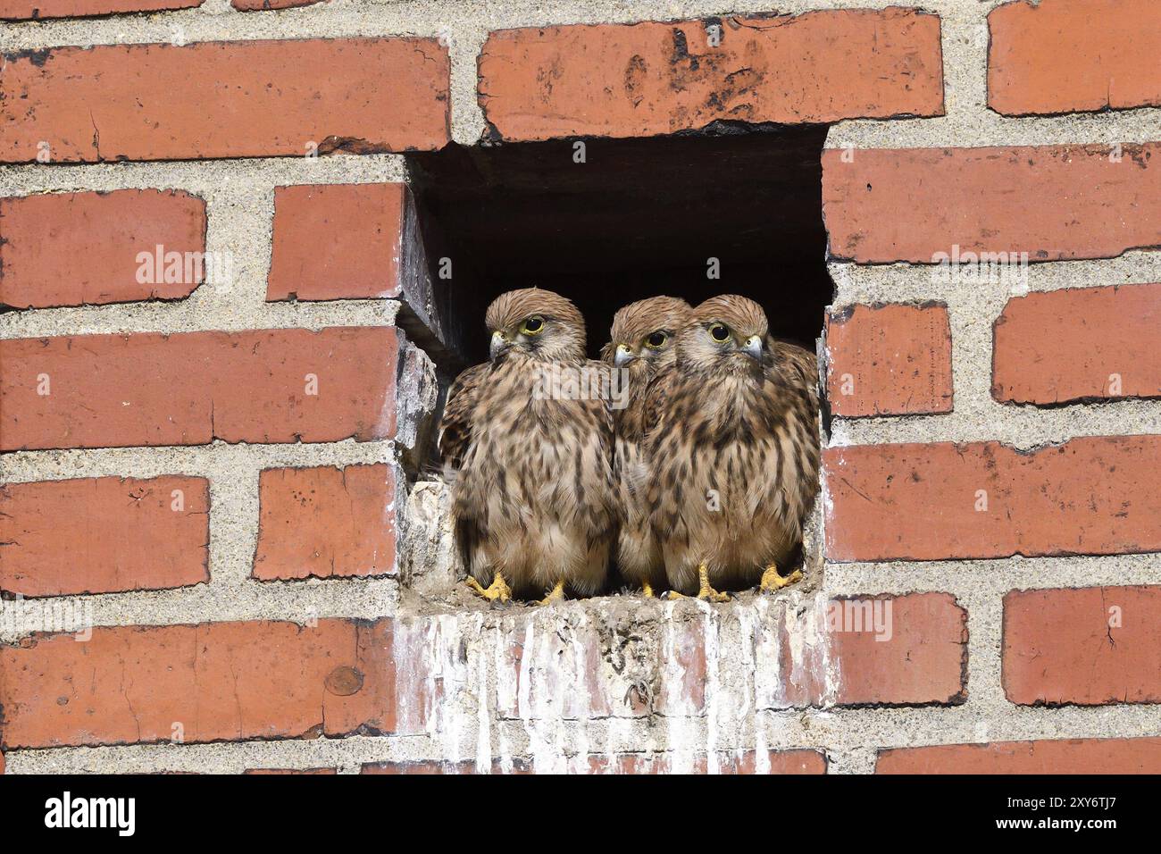 Common kestrel first flight attempt. Young kestrels making their first ...