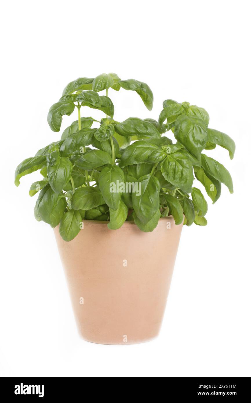 Basil potted Cut Out Stock Images & Pictures - Alamy