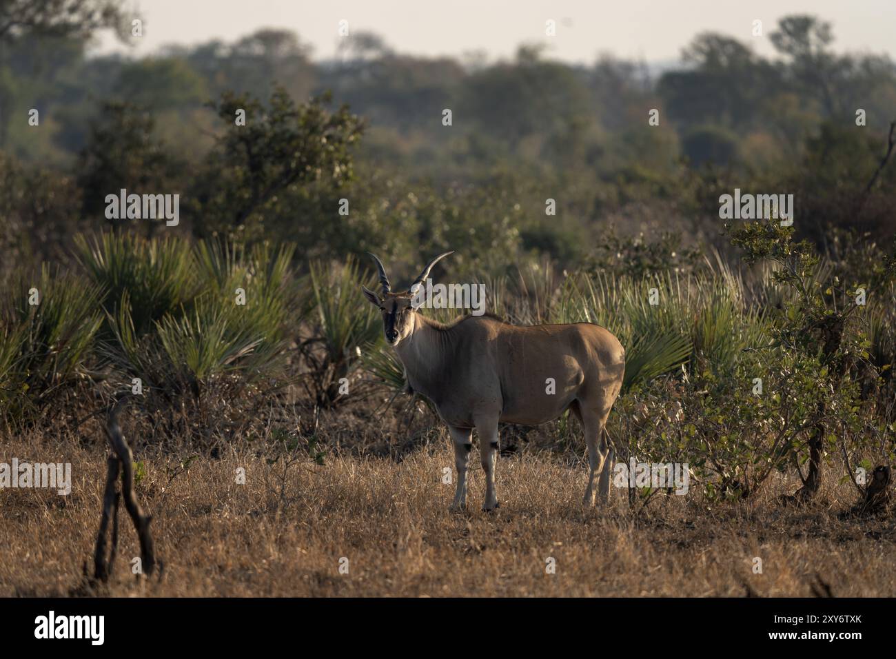 Common eland is staying among the bushes. Eland during safari in Kruger ...