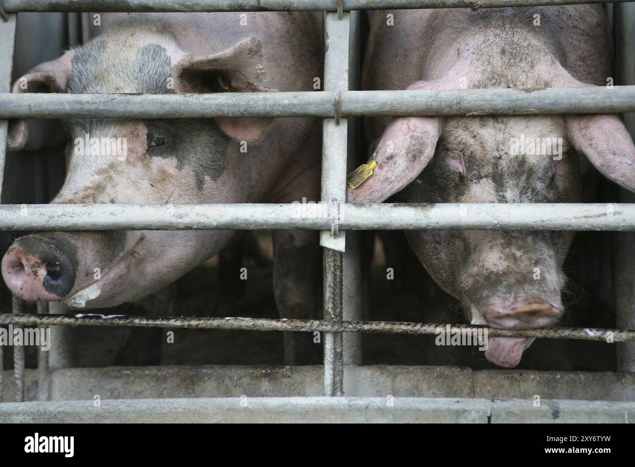 Domestic pigs in the quarantine barn Stock Photo - Alamy