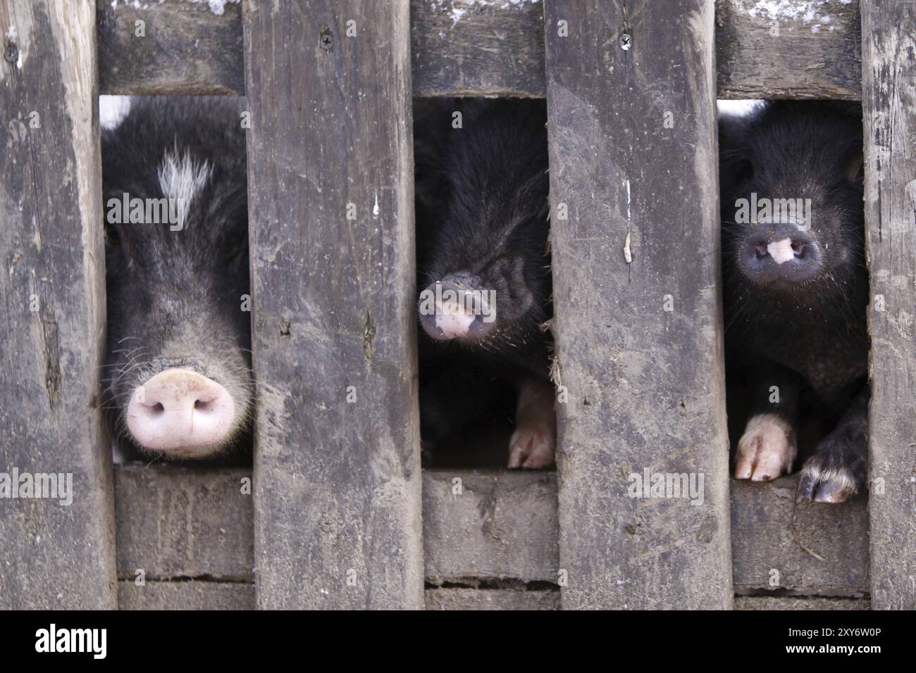 Mini pigs behind a fence Stock Photo - Alamy