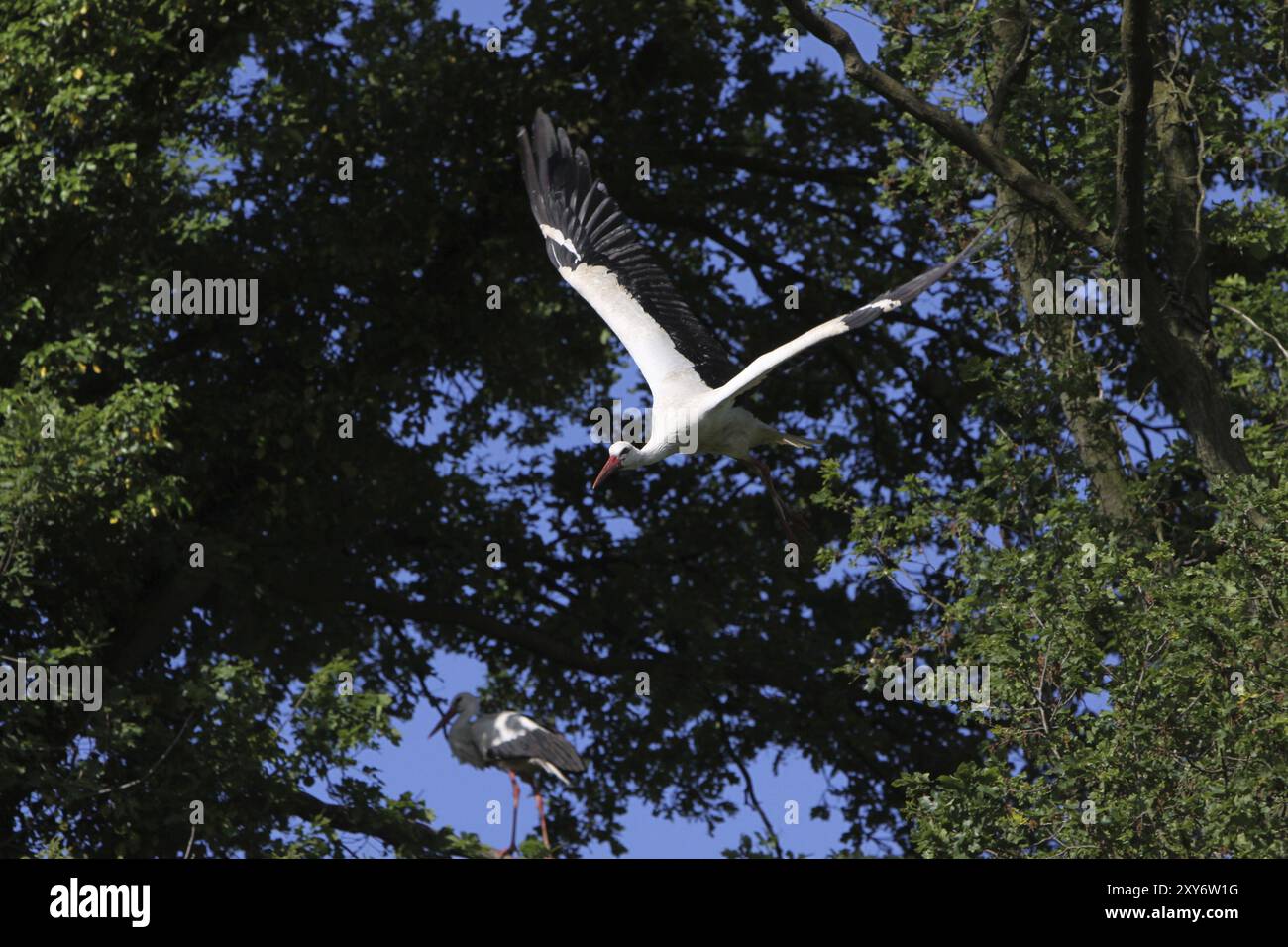 White stork overhead bird flying hi-res stock photography and images ...