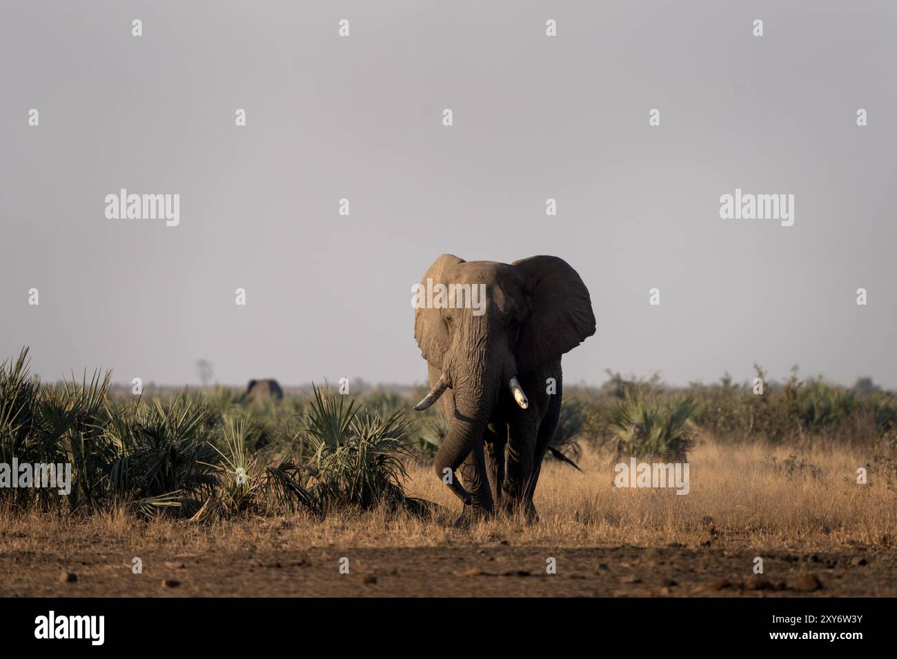 African elephant in the bush. Calm elephant during african safari ...