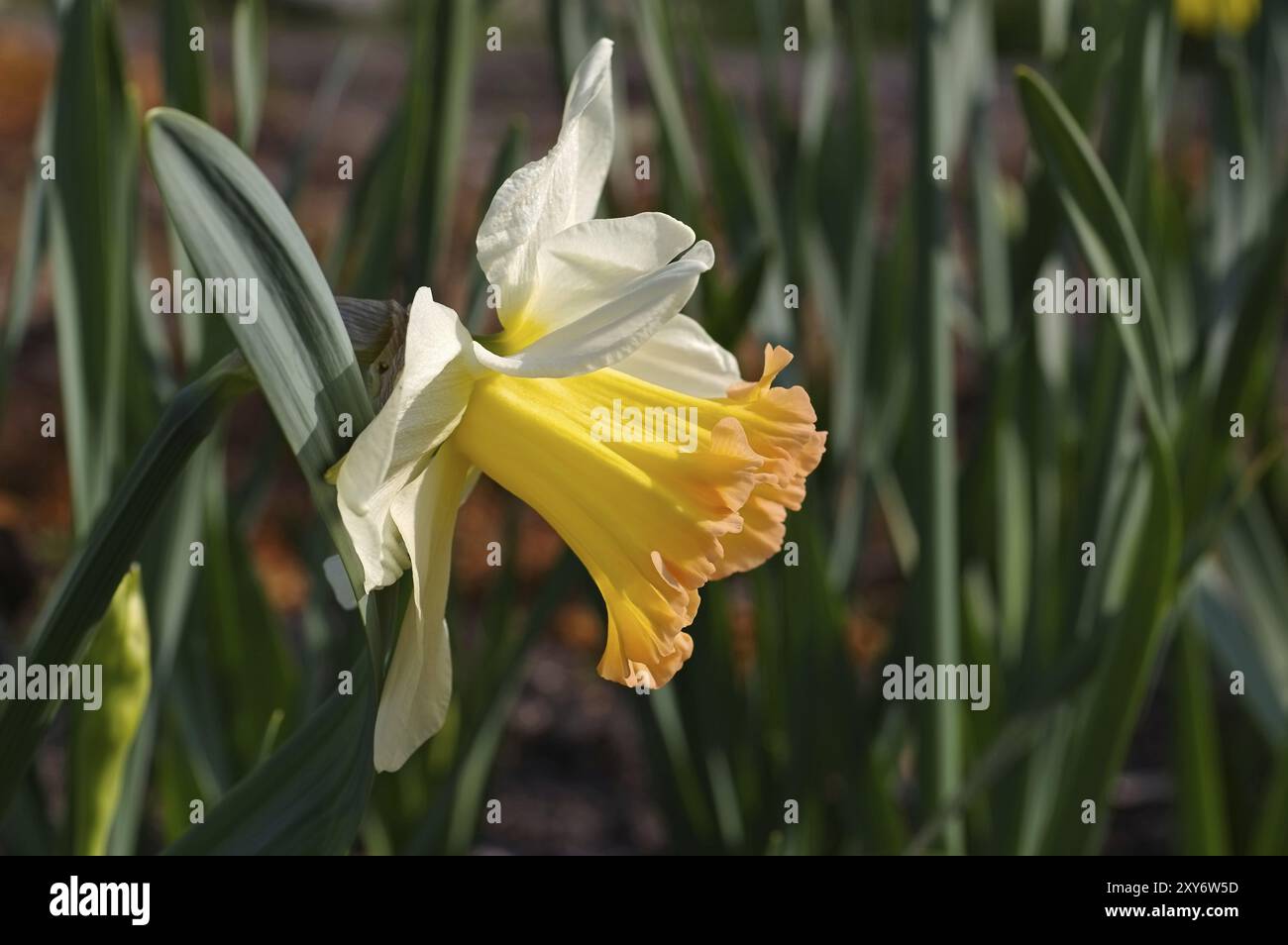 Yellow daffodil narcissus salome hi-res stock photography and images ...