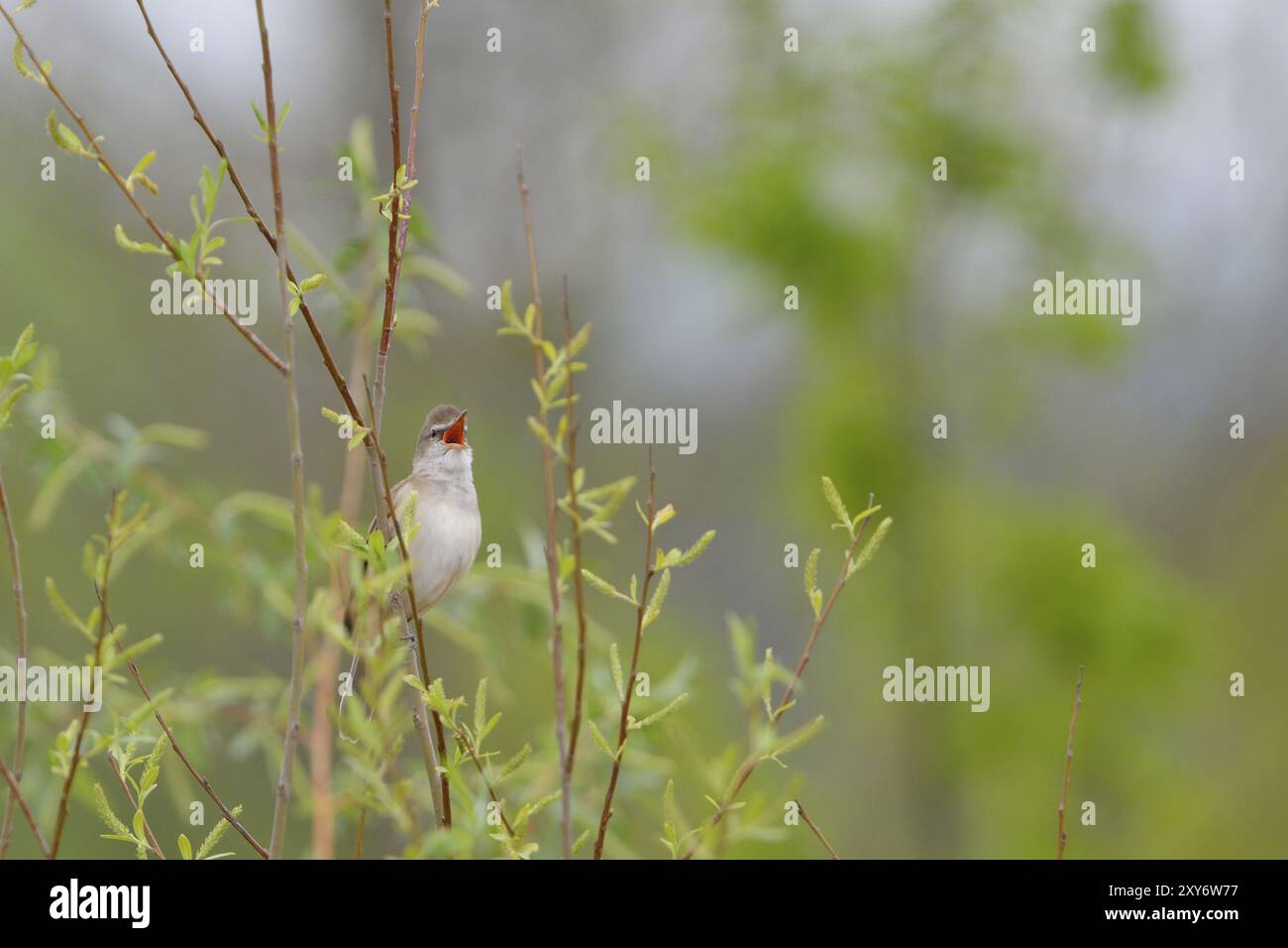 Great Reed Warbler in the reeds, Great Reed Warbler, Acrocephalus ...