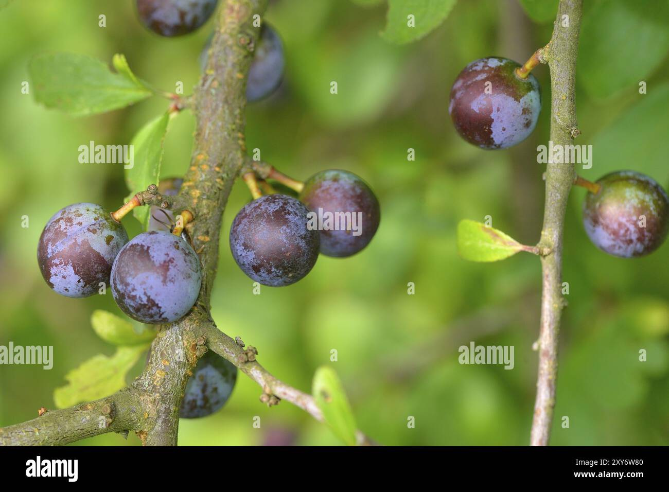 Blackthorn (Prunus spinosa) on a blackthorn bush. Details of ripe ...