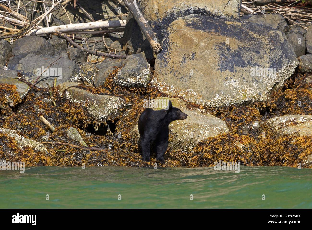 American Black Bear in Knight Inlet in Canada Stock Photo - Alamy