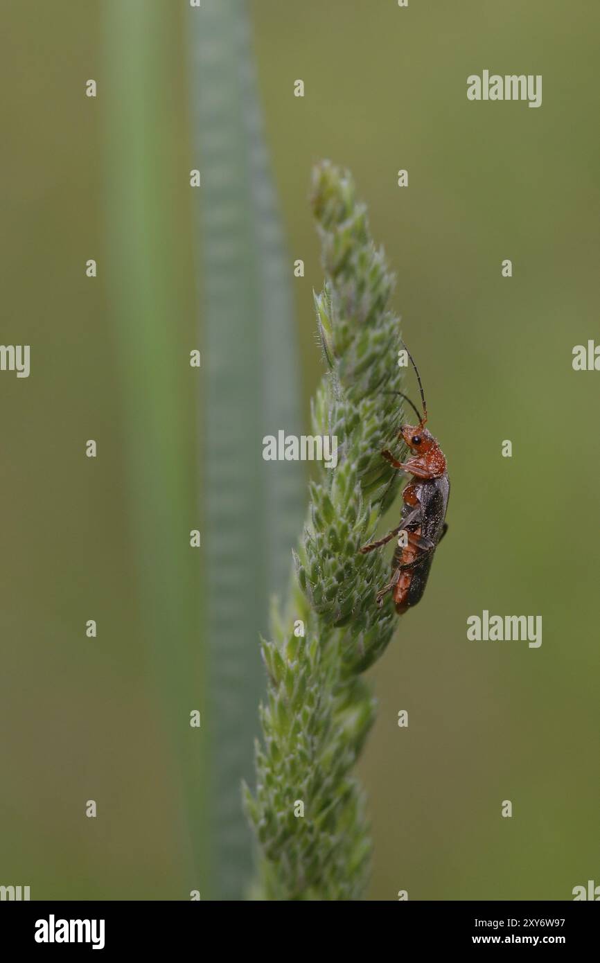 Gemeiner Weichkaefer (Cantharis fusca), Cantharis fusca is a species of ...