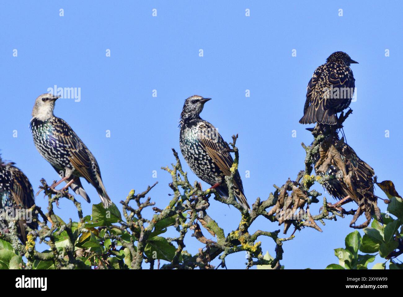 Juvenile Common starling on a tree. Young starlings in autumn Stock ...