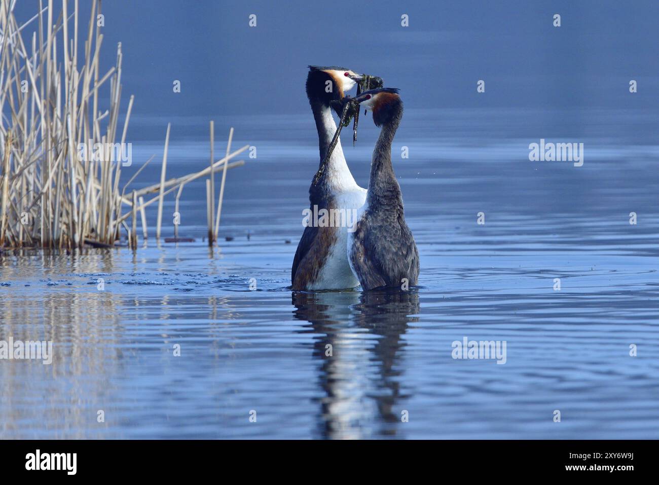 Great crested grebe displaying during mating ritual. Great crested ...
