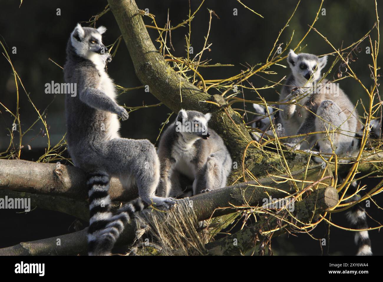 Ring-tailed Lemur group in a tree Stock Photo - Alamy