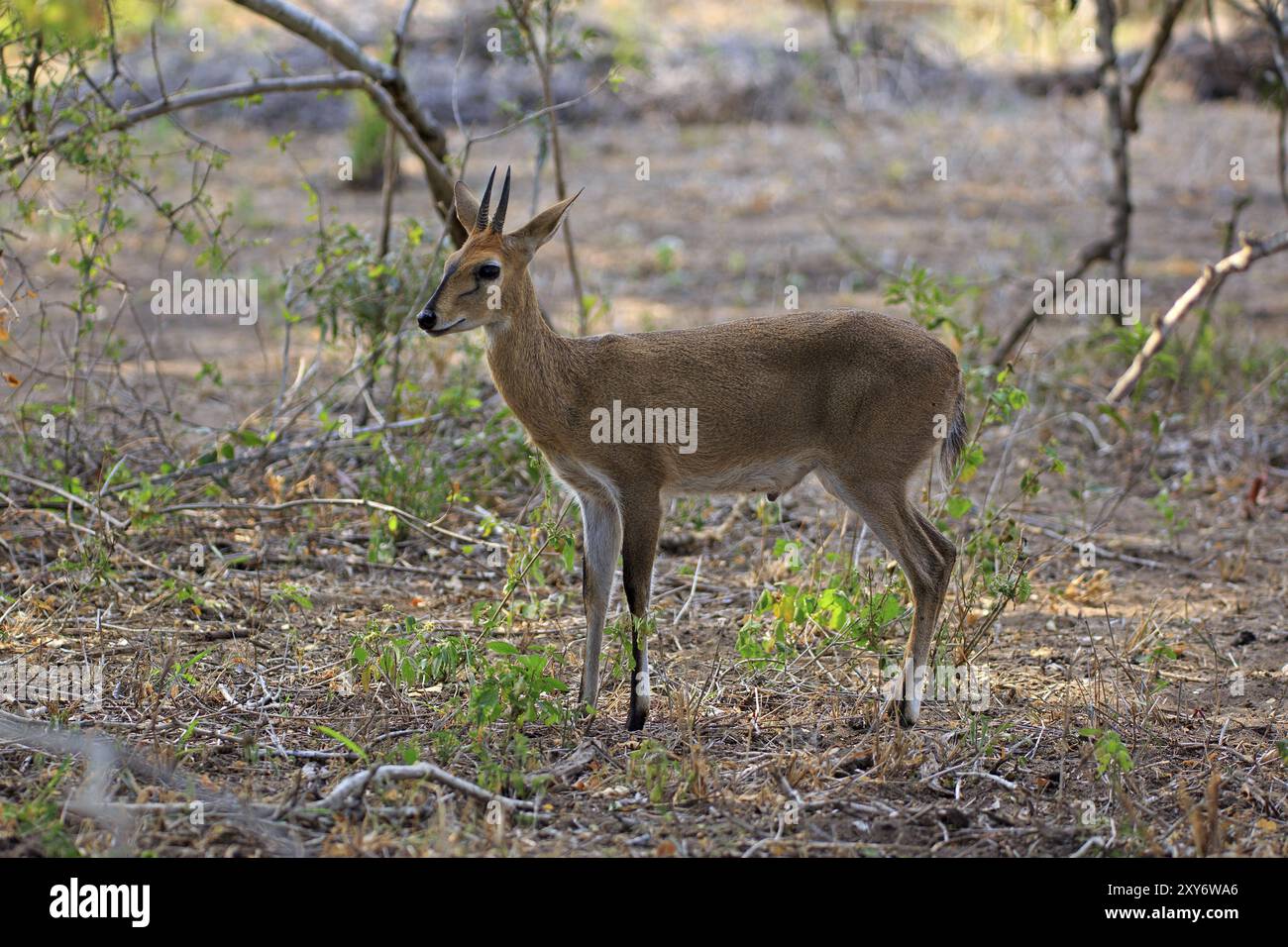 Chucker hi-res stock photography and images - Alamy